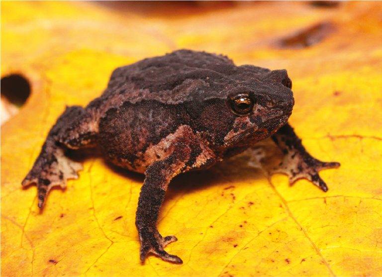 Rhinella kumanday es la nueva especie de sapo que investigadores de la ...